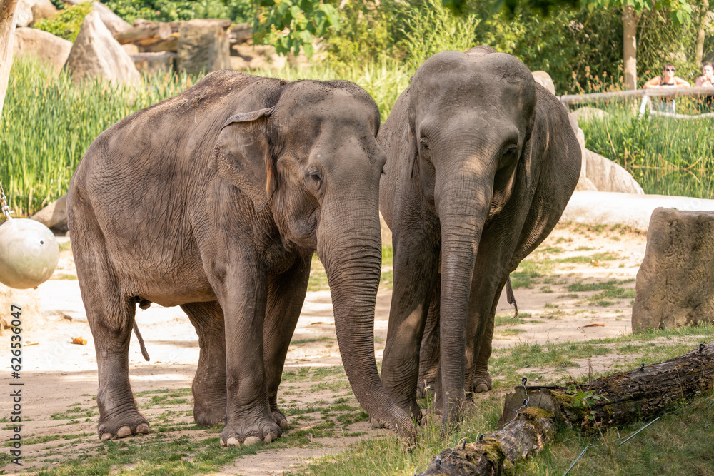 Couple elephant. The Asian elephant is the largest land mammal on the ...