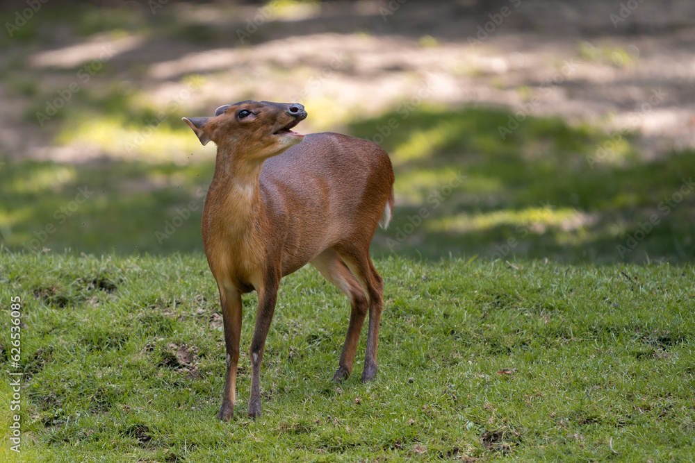 Reeves's muntjac (Muntiacus reevesi), also known as the Chinese muntjac ...