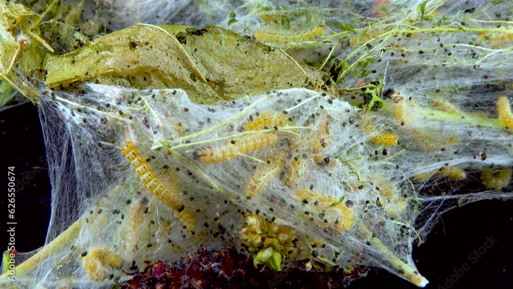 Weaving trees with cobwebs by larvae. Caterpillars of American white ...