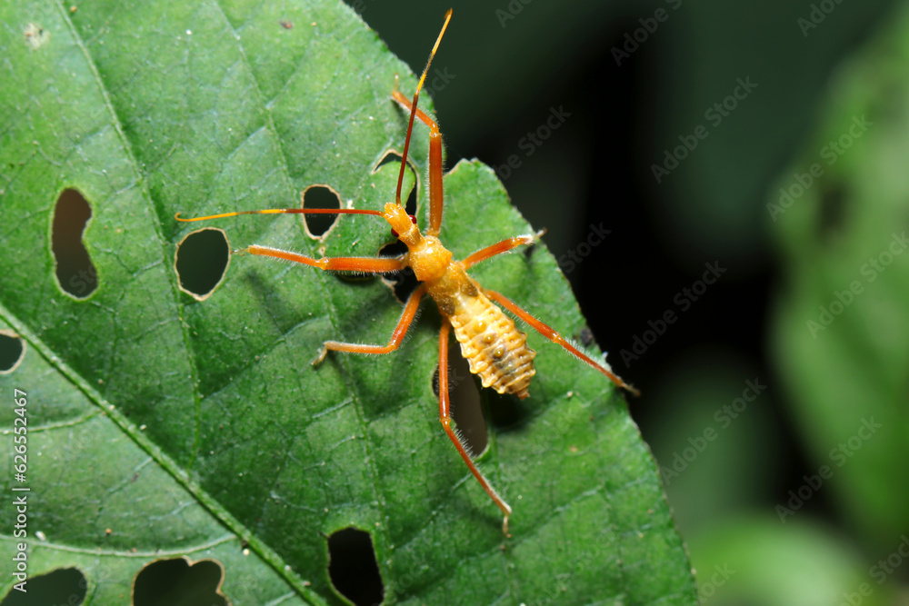 larva of a Ootobisashigame (Isyndus obscurus) triatomine bug that has ...