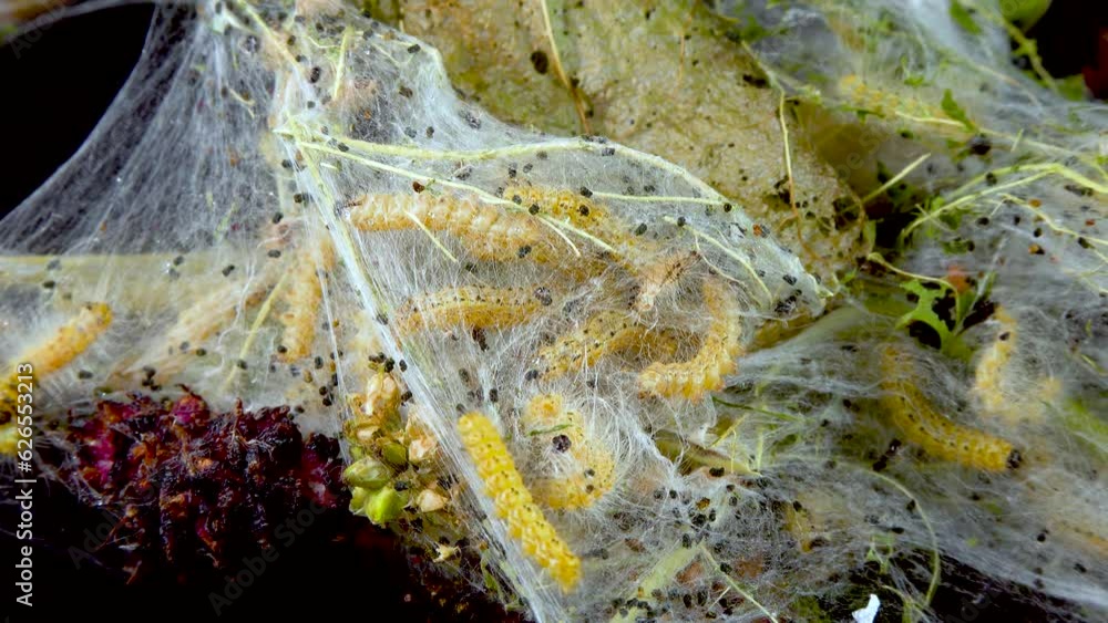 Weaving trees with cobwebs by larvae. Caterpillars of American white ...