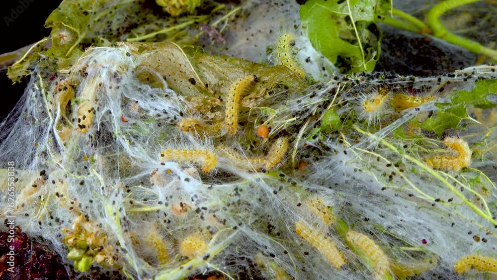 Weaving trees with cobwebs by larvae. Caterpillars of American white ...