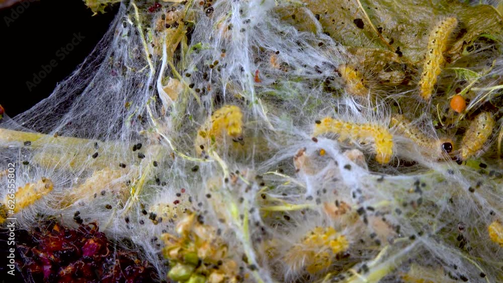 Weaving trees with cobwebs by larvae. Caterpillars of American white ...