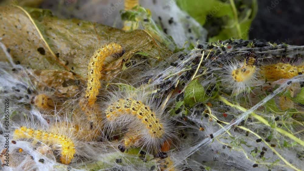 Weaving trees with cobwebs by larvae. Caterpillars of American white ...