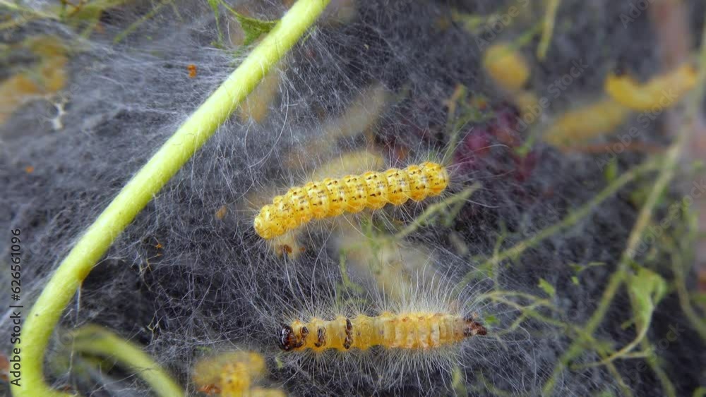Vidéo Stock Weaving trees with cobwebs by larvae. Caterpillars of ...