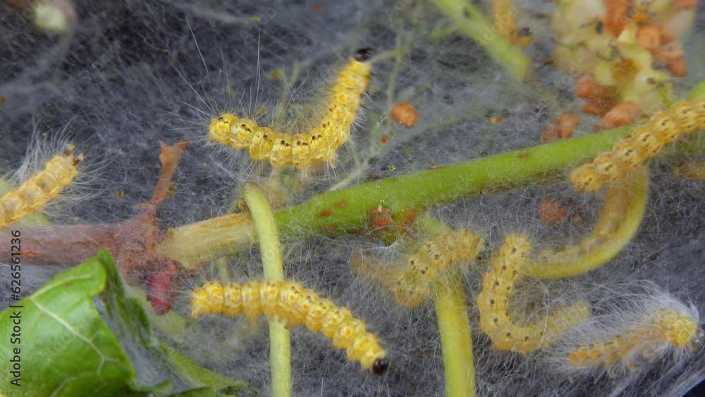 Weaving trees with cobwebs by larvae. Caterpillars of American white ...