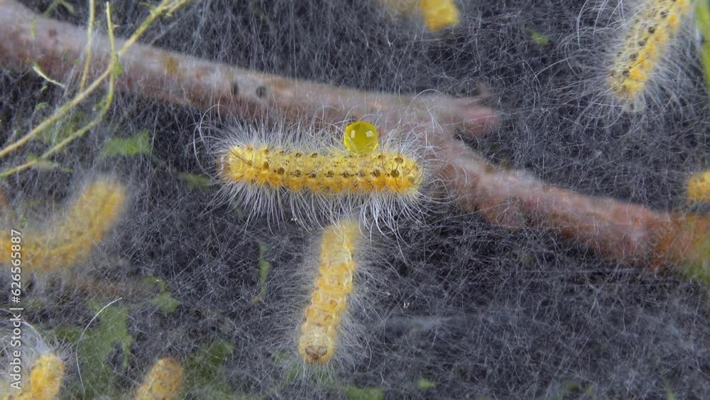 Vidéo Stock Weaving trees with cobwebs by larvae. Caterpillars of ...