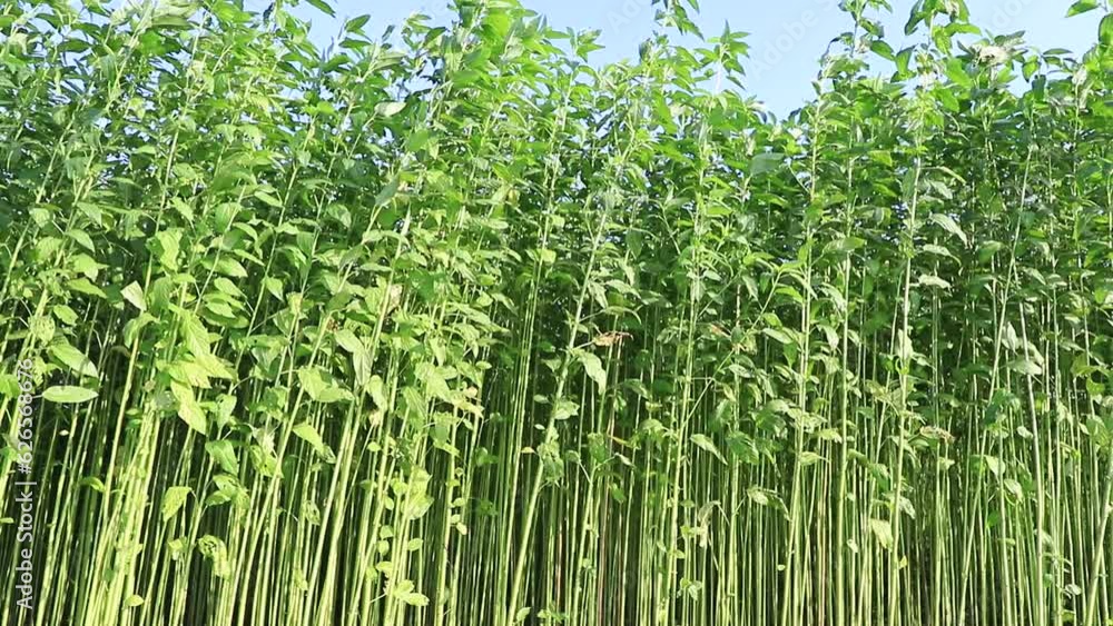 Swing in the wind green raw jute plantation in the countryside of ...