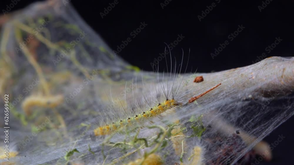 Vidéo Stock Weaving trees with cobwebs by larvae. Caterpillars of ...