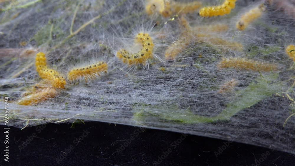 Vidéo Stock Weaving trees with cobwebs by larvae. Caterpillars of ...