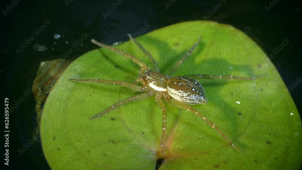 Diving Bell Spider or Water spider (Argyroneta aquatica) on a floating ...