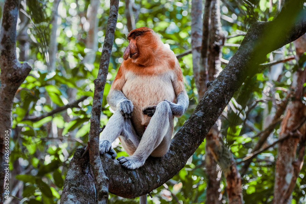 Proboscis monkey (Nasalis larvatus) or Proboscis monkey are endemic ...