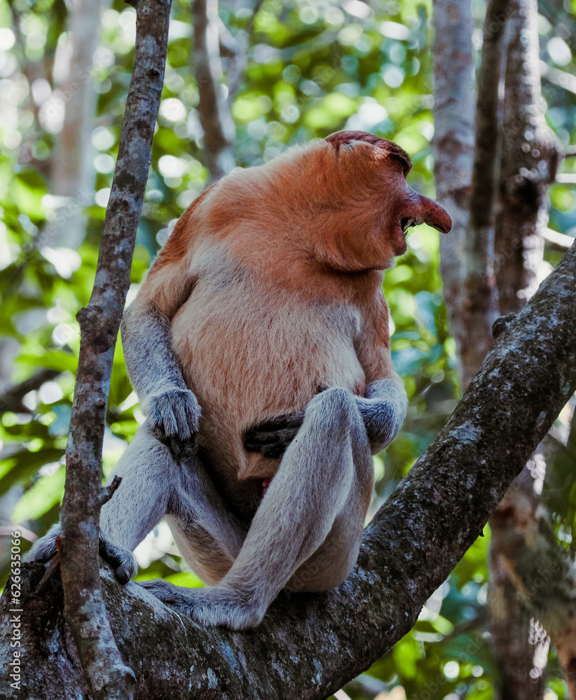 Foto de Proboscis monkey (Nasalis larvatus) or Proboscis monkey are ...
