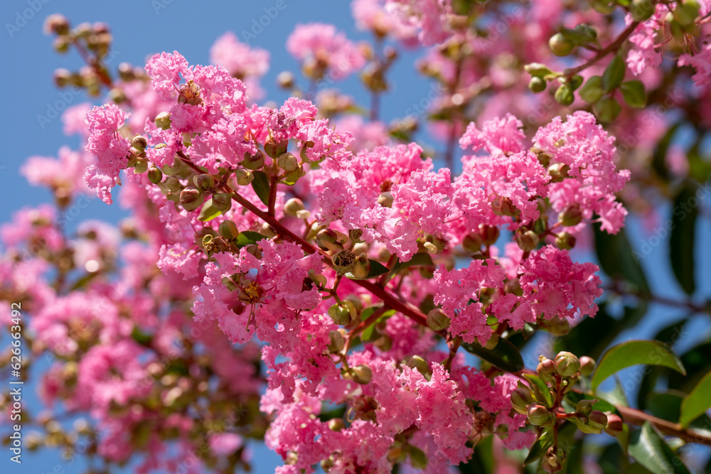 Lagerstroemia indica in blossom. Beautiful pink flowers on Сrape myrtle ...
