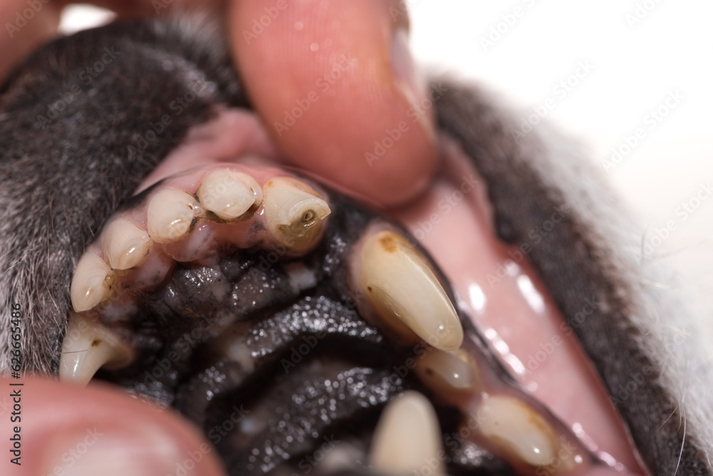 dog teeth of jack russell terrier. Broken tooth with exposed root canal ...