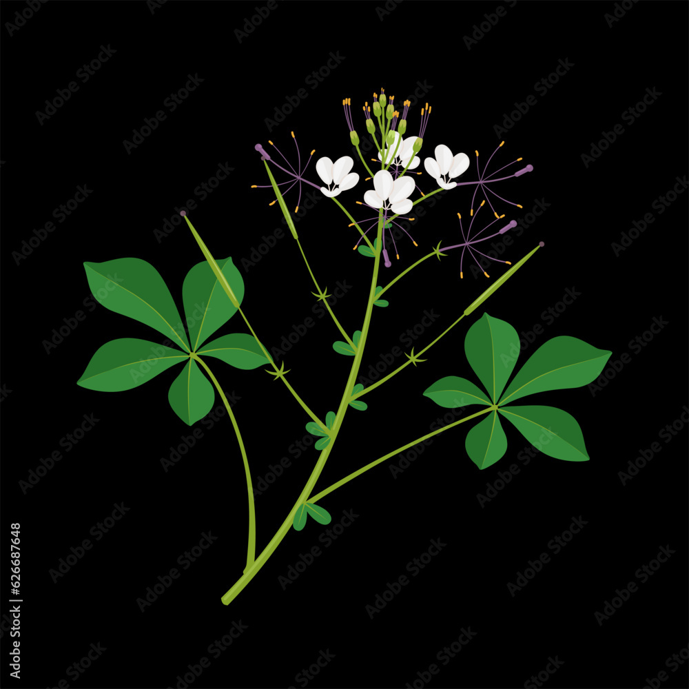 Vector illustration, cleome gynandra, common name Shona cabbage, spider ...