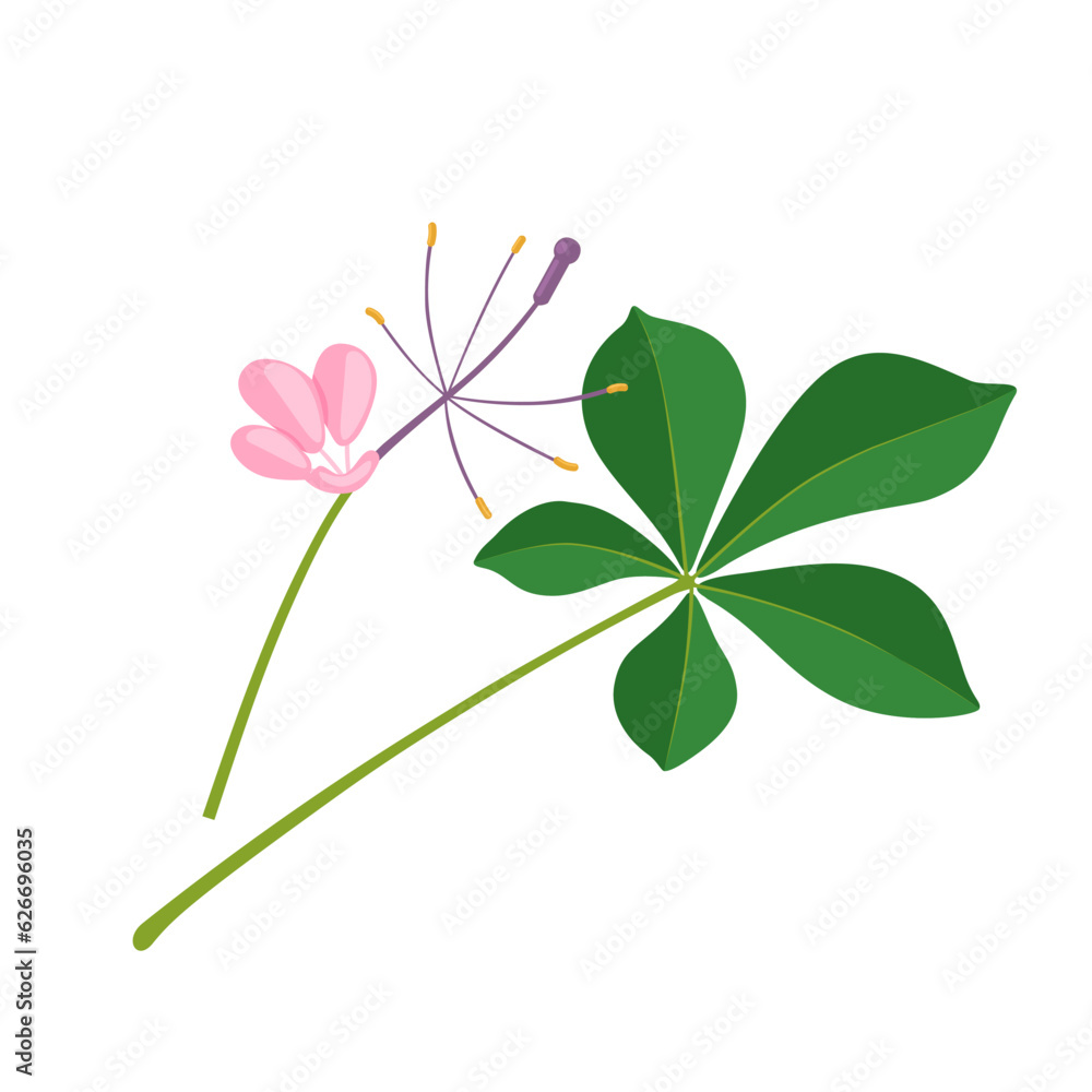 Vector illustration, cleome gynandra, common name Shona cabbage, spider ...