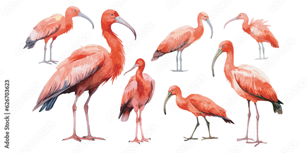 Watercolor Scarlet Ibis clipart for graphic resources Stock Vector ...