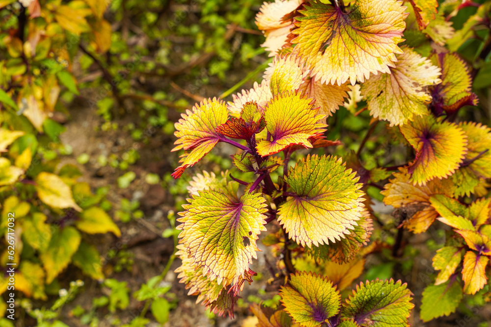 Coleus scutellarioides, commonly known as coleus, is a species of ...