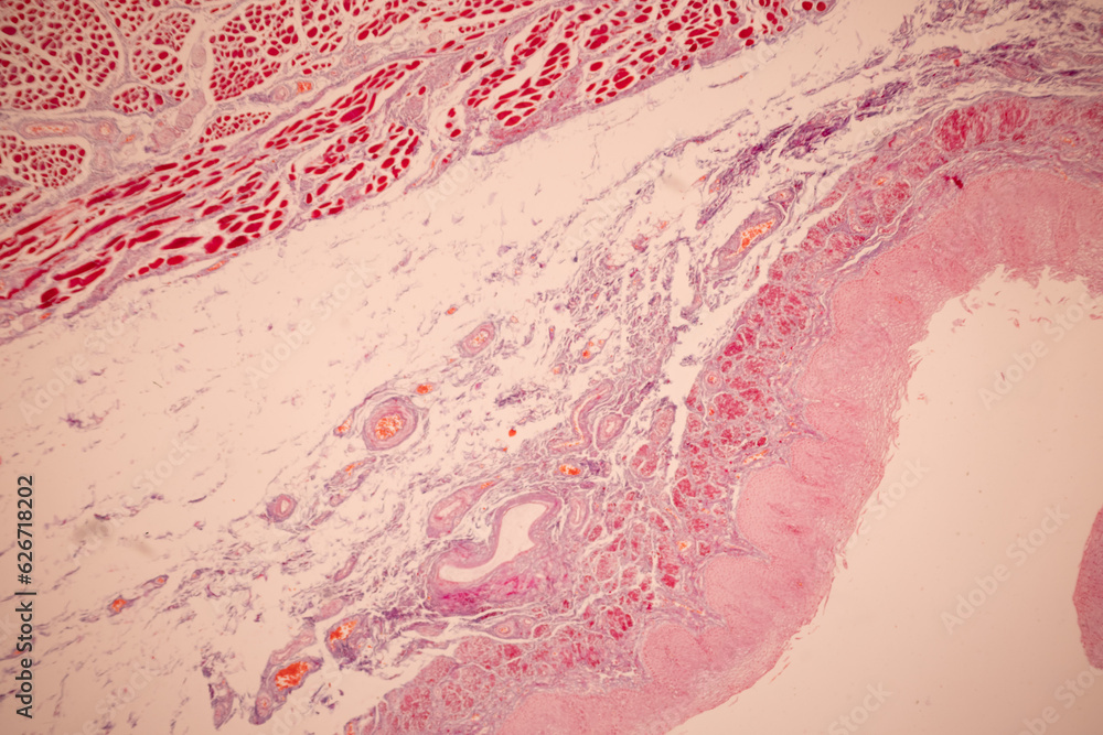 Foto de Showing Light micrograph of the Tongue human , Tooth human ...