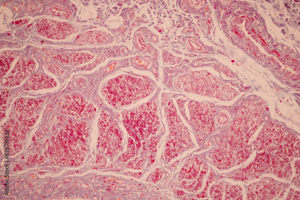 Showing Light micrograph of the Tongue human , Tooth human, Parotid ...