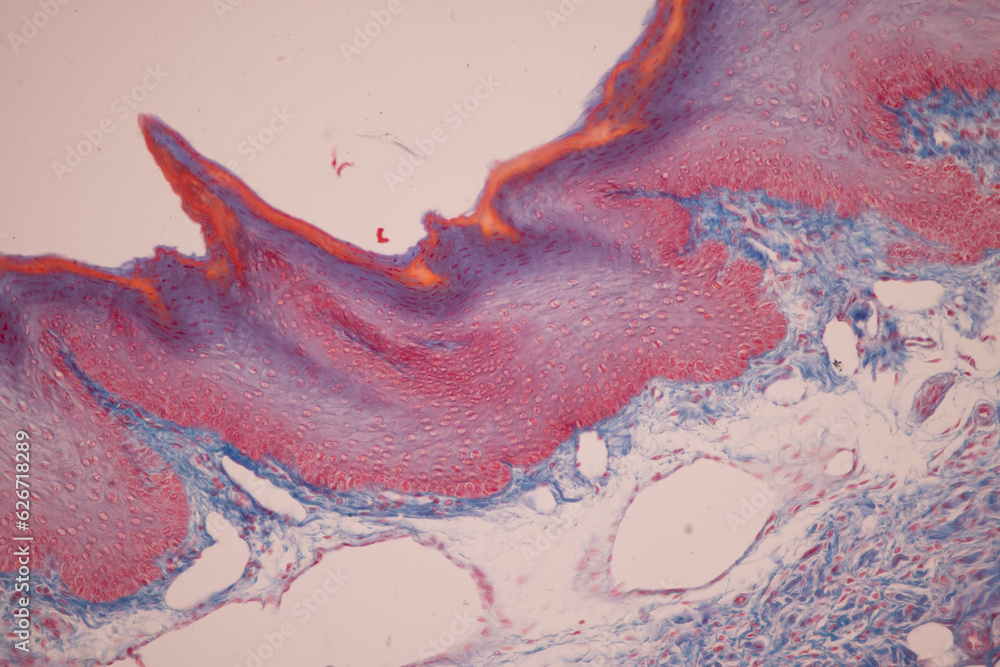 Showing Light micrograph of the Tongue human , Tooth human, Parotid ...