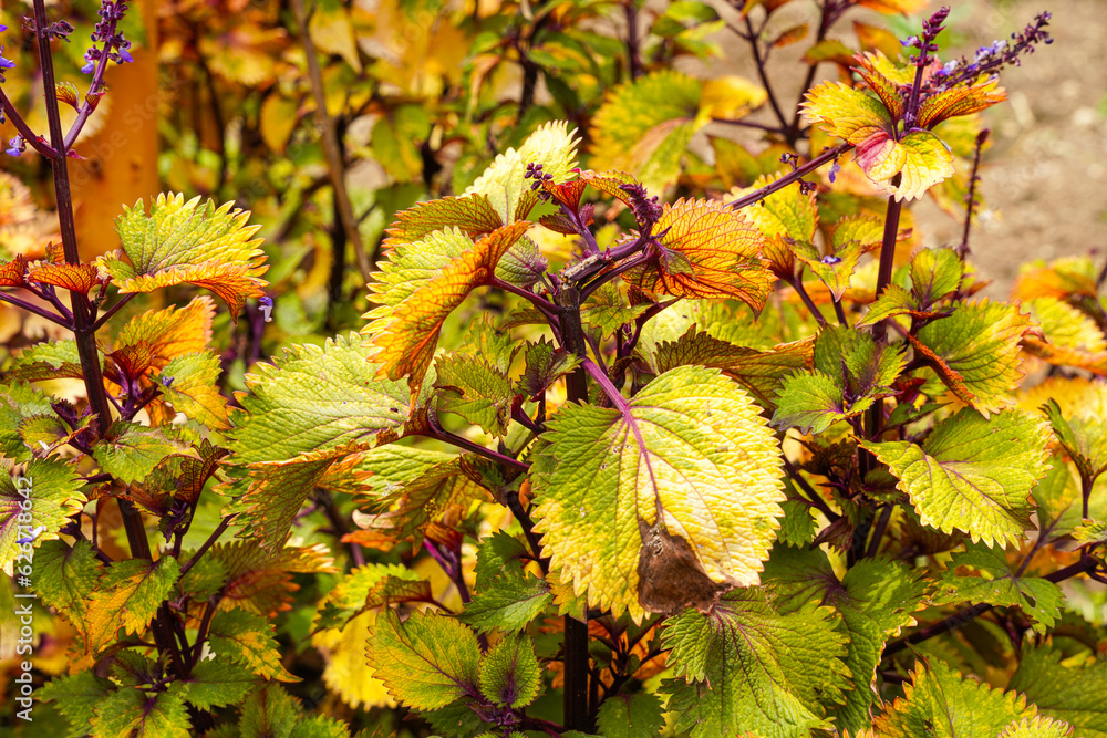 Coleus scutellarioides, commonly known as coleus, is a species of ...