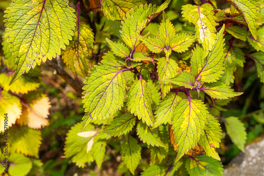 Coleus scutellarioides, commonly known as coleus, is a species of ...