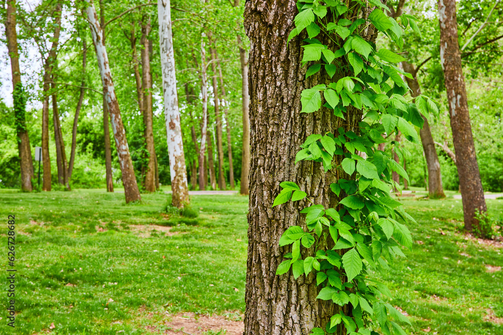 Oak or Maple tree with Virginia Creeper plant growing up trunk in park ...