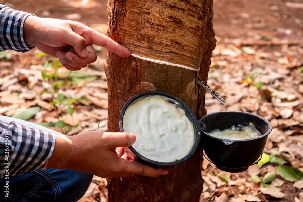 Rubber plantation unidentified rubber planters work diligently ...