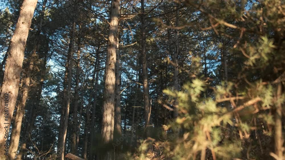 Deserted Forest on Sunset. Nobody Seems in the Jungle. Sun Light Coming ...