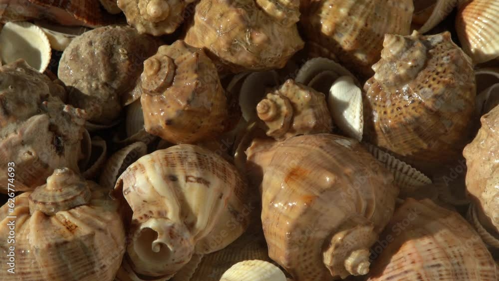 Sea shells on the beach. Summer background. Rapan conch shell top view ...