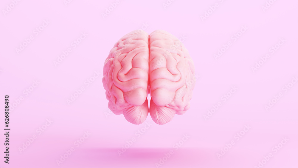 Pink brain anatomy mind intelligence medical organ science pink ...