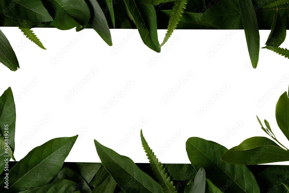 Plant leaves Green nature Tropical forest isolated on transparent ...