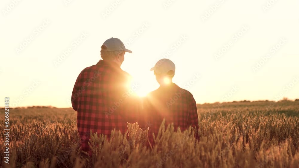two farmers work sunset wheat field. work farmer agronomist tablet ...
