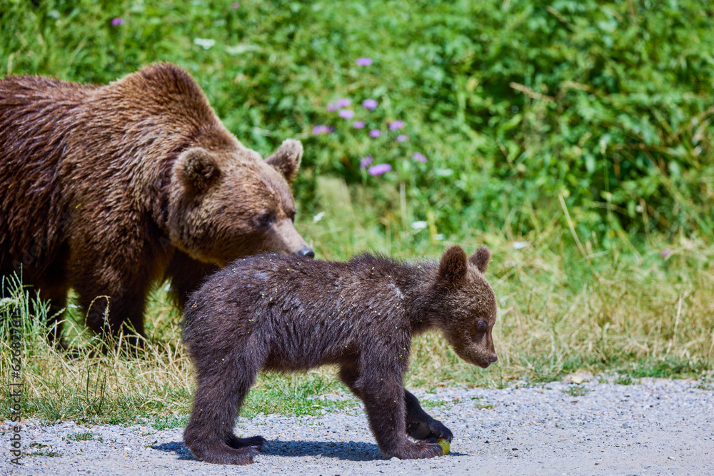 The brown bear Photographed in Transfagarasan, Romania. A place that ...