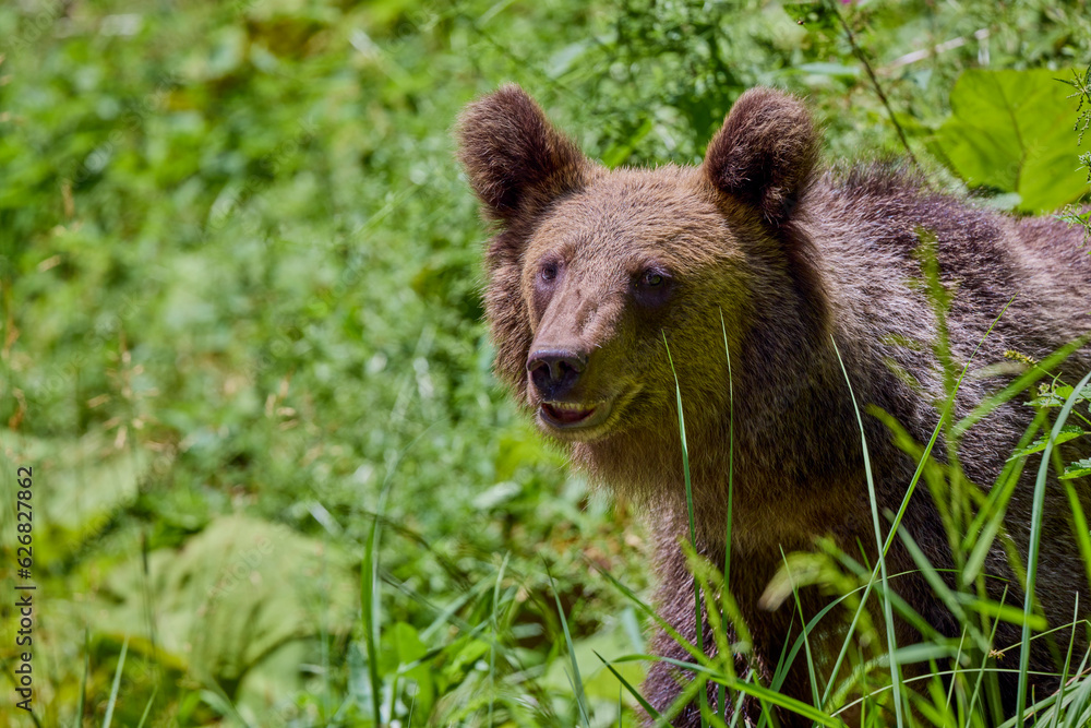 The brown bear Photographed in Transfagarasan, Romania. A place that ...