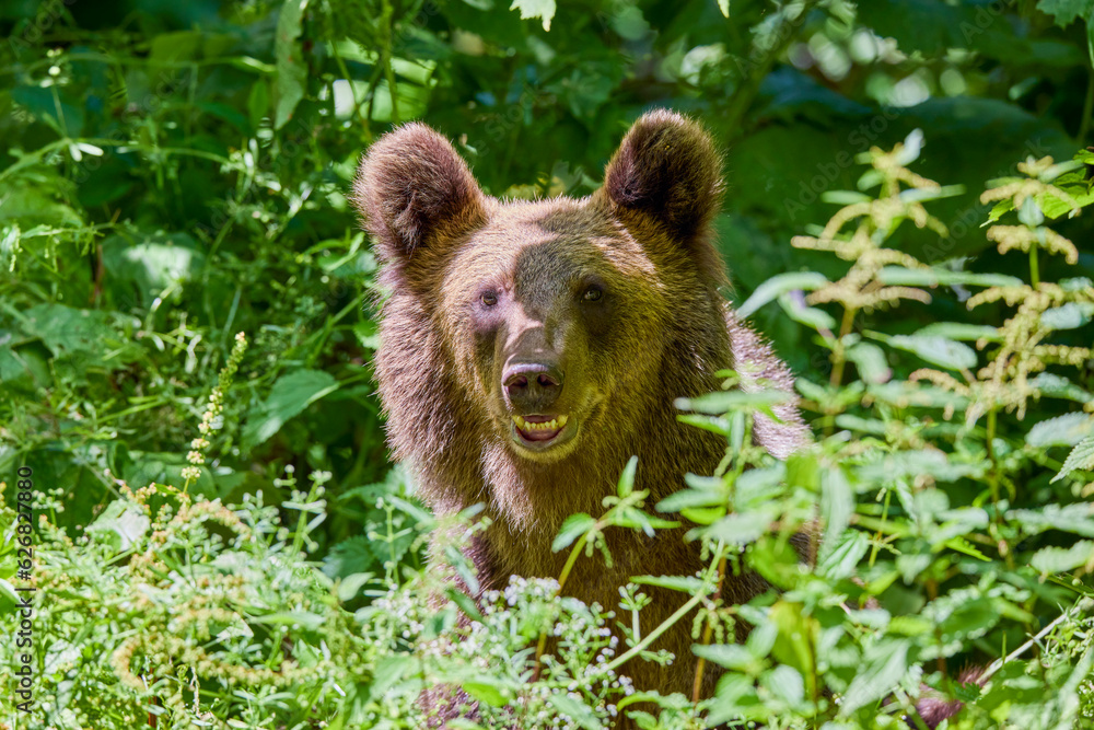 The brown bear Photographed in Transfagarasan, Romania. A place that ...