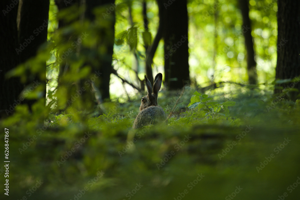 Hare in the forest, Lepus Europaeus, the brown hare in wild habitat ...