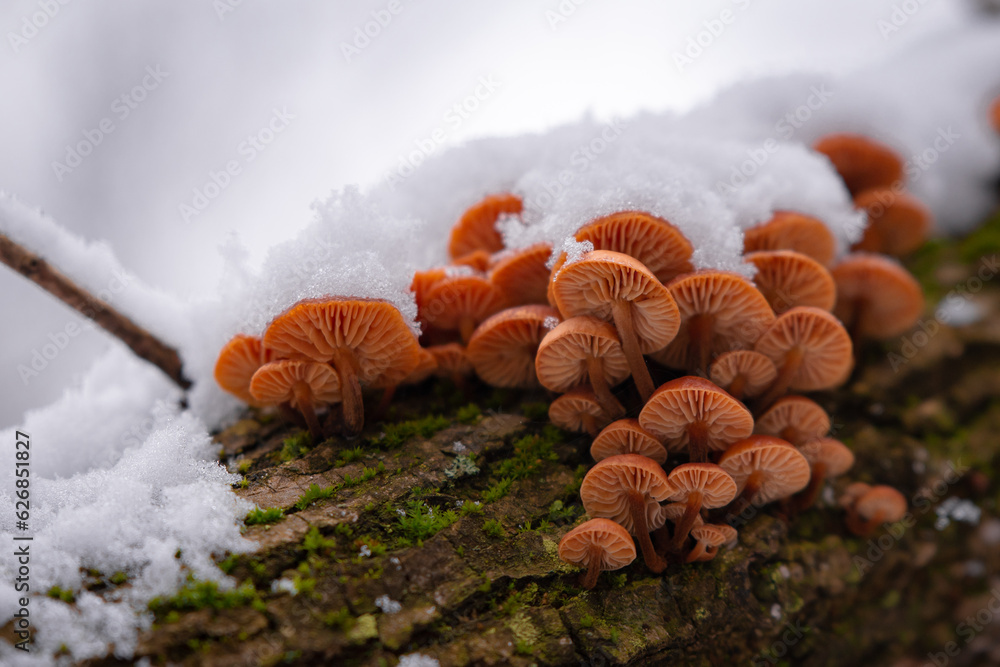 Winter mushroom grown on a trunk in the forest in cold season. Enoki, a ...