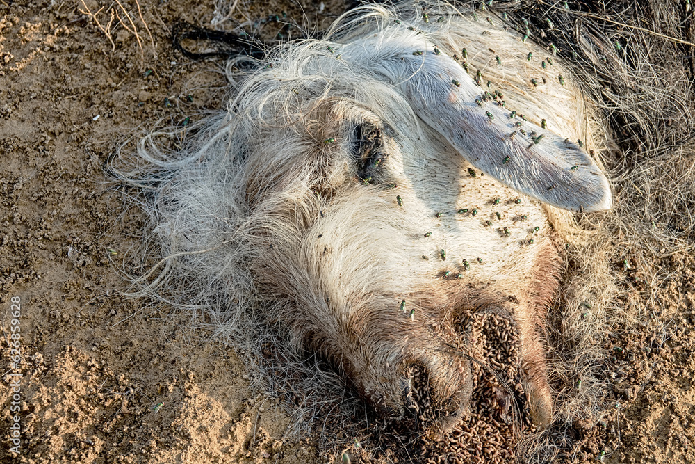 Flocks of Sheep blowfly (Lucilia sericata) feed and lay eggs on the ...