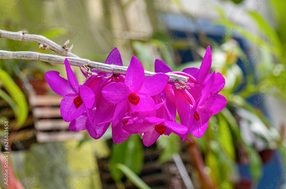 Dendrobium sulawesiense, orchid species, native to Sulawesi region of ...