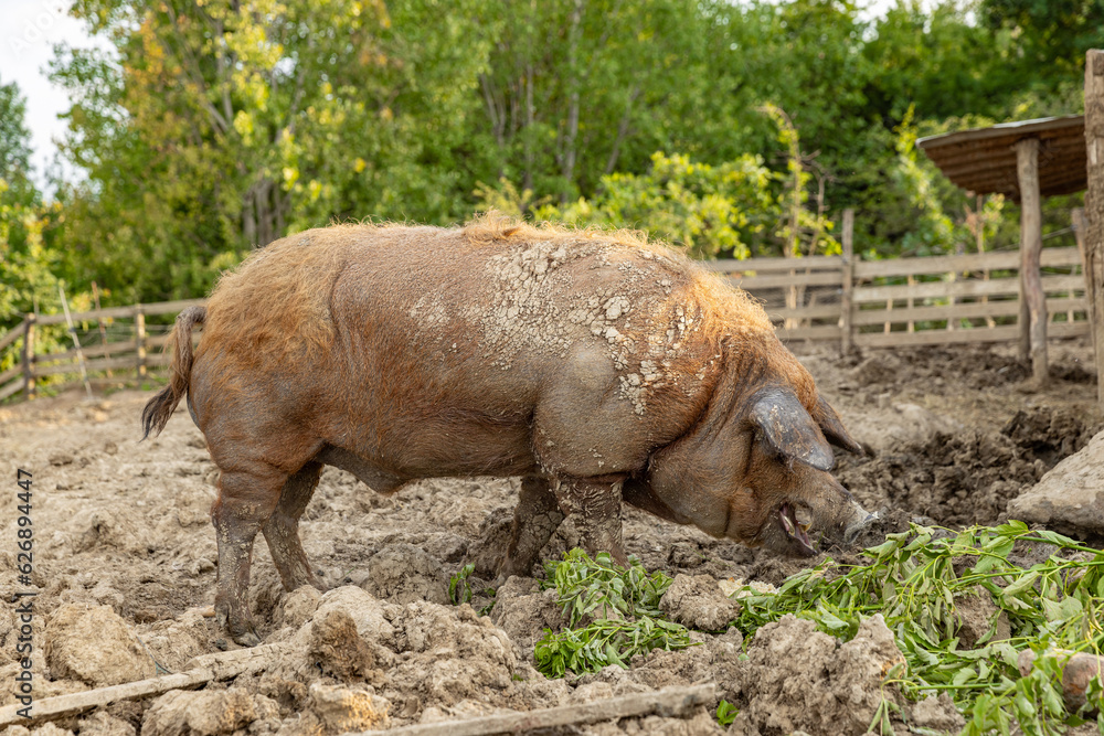 Pig of the mangalica breed Stock Photo | Adobe Stock