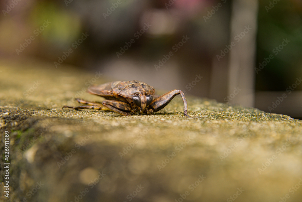 Lethocerus deyrollei, giant cockroach, water cockroach, giant insect ...