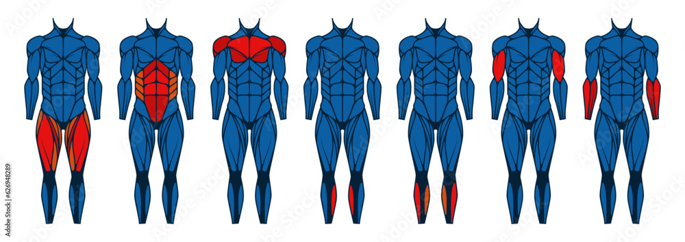 Human body muscle front. Anatomy muscles front view, man arm and chest ...