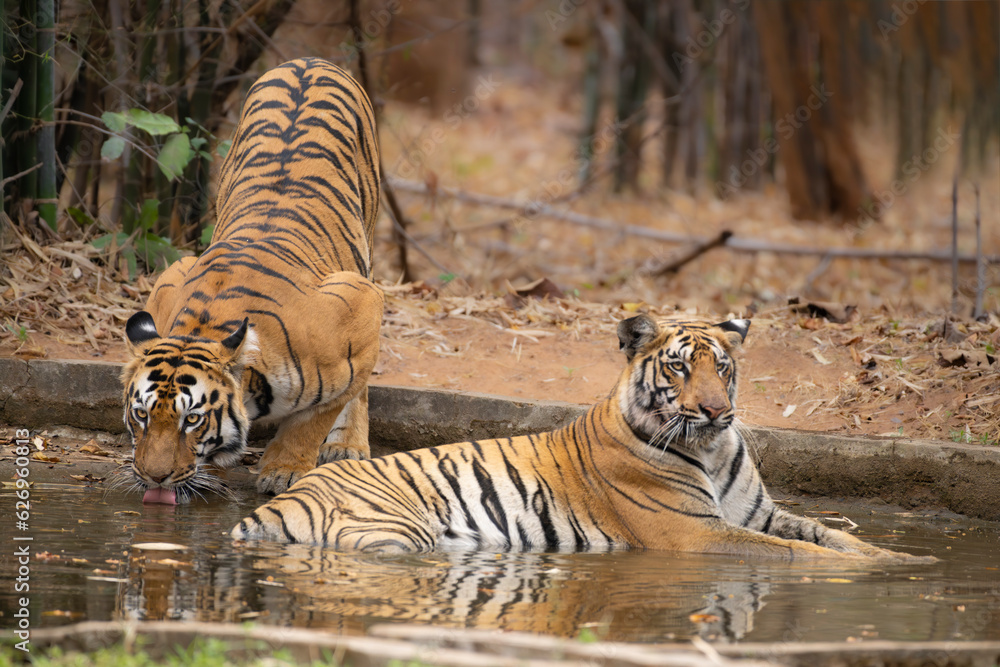 Royal Bengal tiger in natural habitat of Tadoba-Andhari Tiger reserve ...