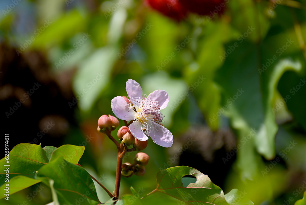 Foto de Flower of Bixa orellana, also known as achiote, is a medium ...