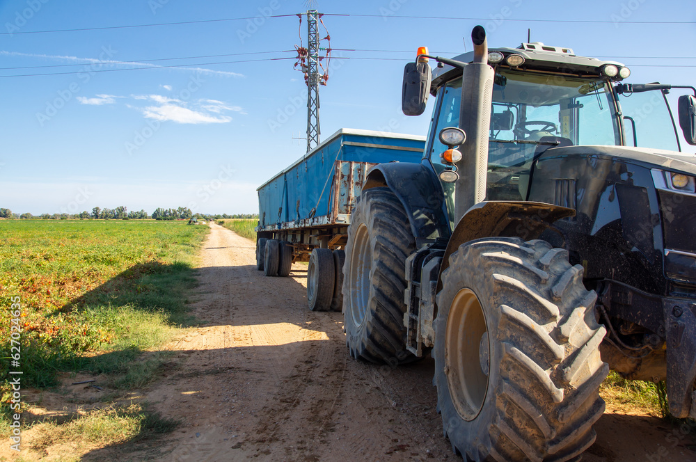 Tractor con su carro junto a un campo de cultivo de tomate, durante la ...