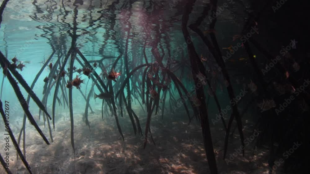 Dark shadows of a mangrove forest provide habitat for fish in Komodo ...