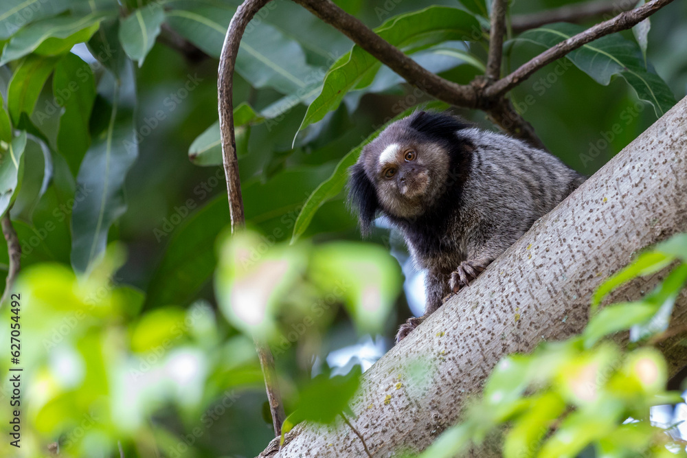 The monkey on the tree. The Black-tufted marmoset also know as Mico ...